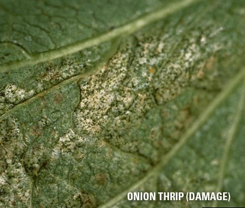 Thrip Treatment Solutions | Prevent Thrips | Arborjet