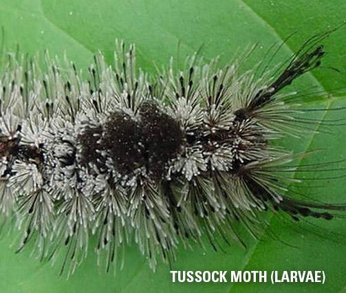 Oak Worm Treatments | Arborculture Solutions | Arborjet