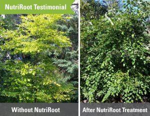 Benefits of Using NutriRoot on Plants - Arborjet | Ecologel