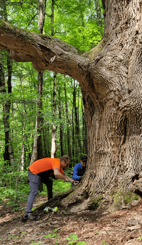 Looking Back on Saving America’s Iconic Trees - Arborjet | Ecologel