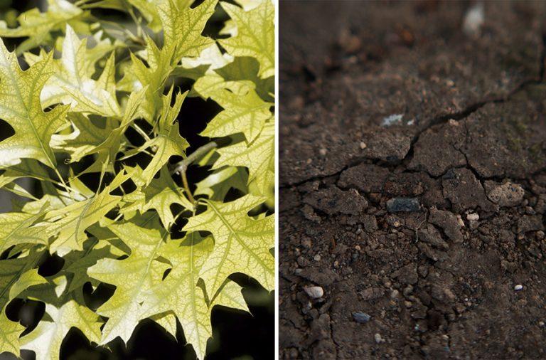 Plant, Tree and Turf Problems and Solutions by Arborjet | Ecologel