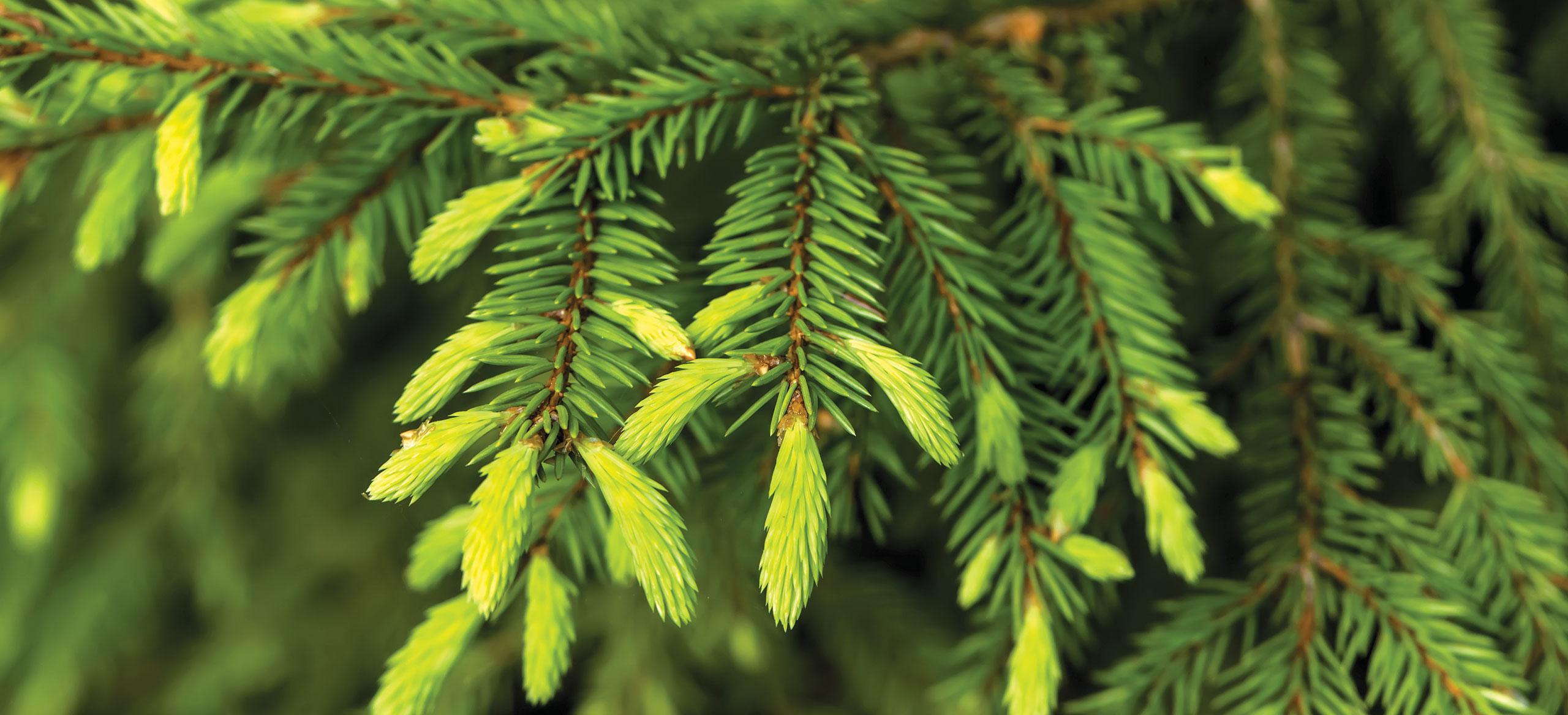 Plant, Tree and Turf Problems and Solutions by Arborjet | Ecologel