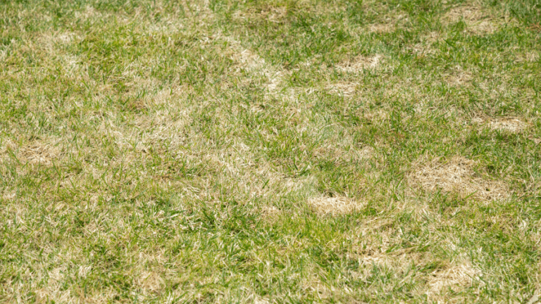 What to Do About Poor Soil Health - Arborjet | Ecologel