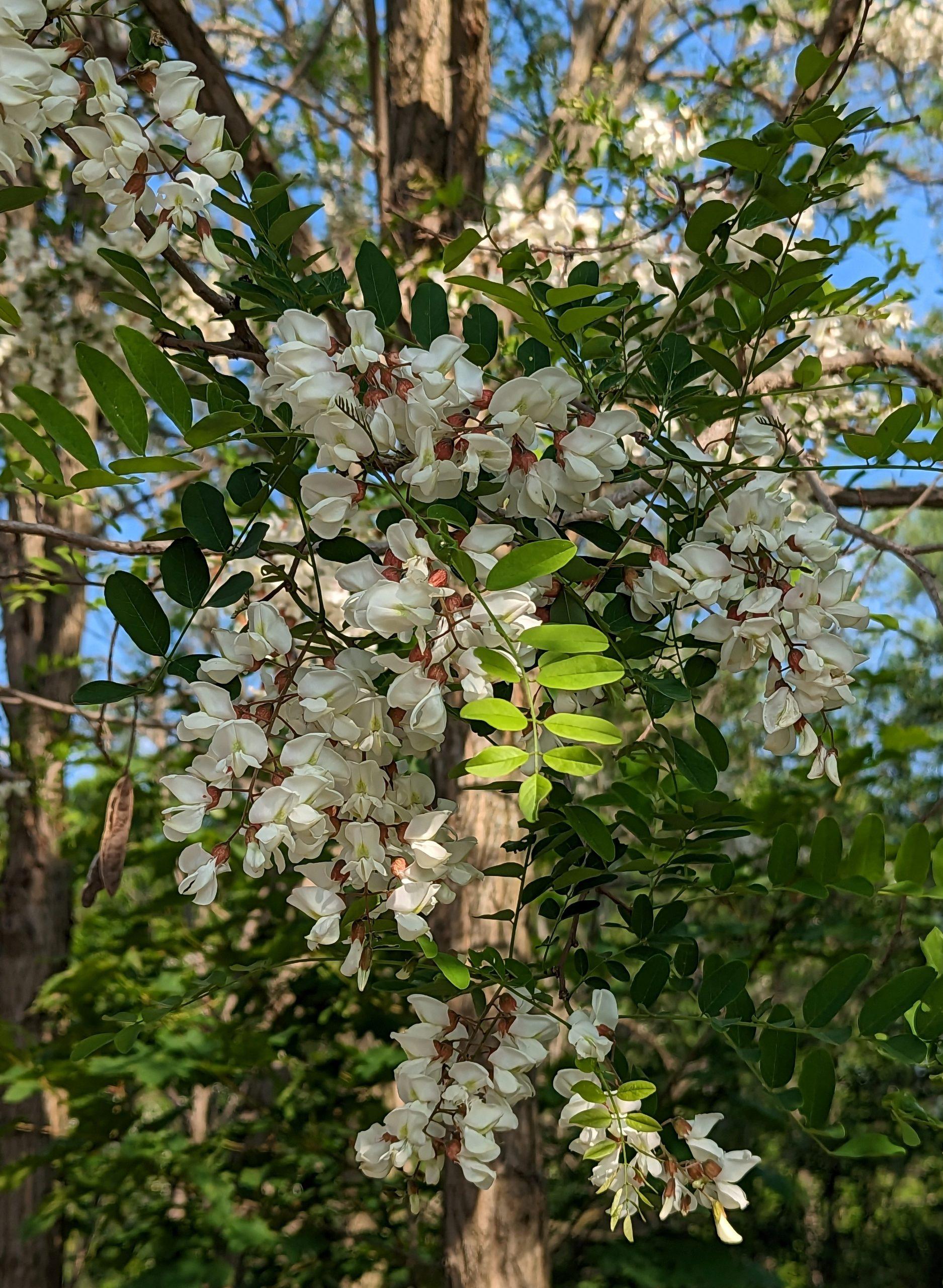 Joe's Journal, Winter Edition: Protecting Trees in Winter from Critters ...