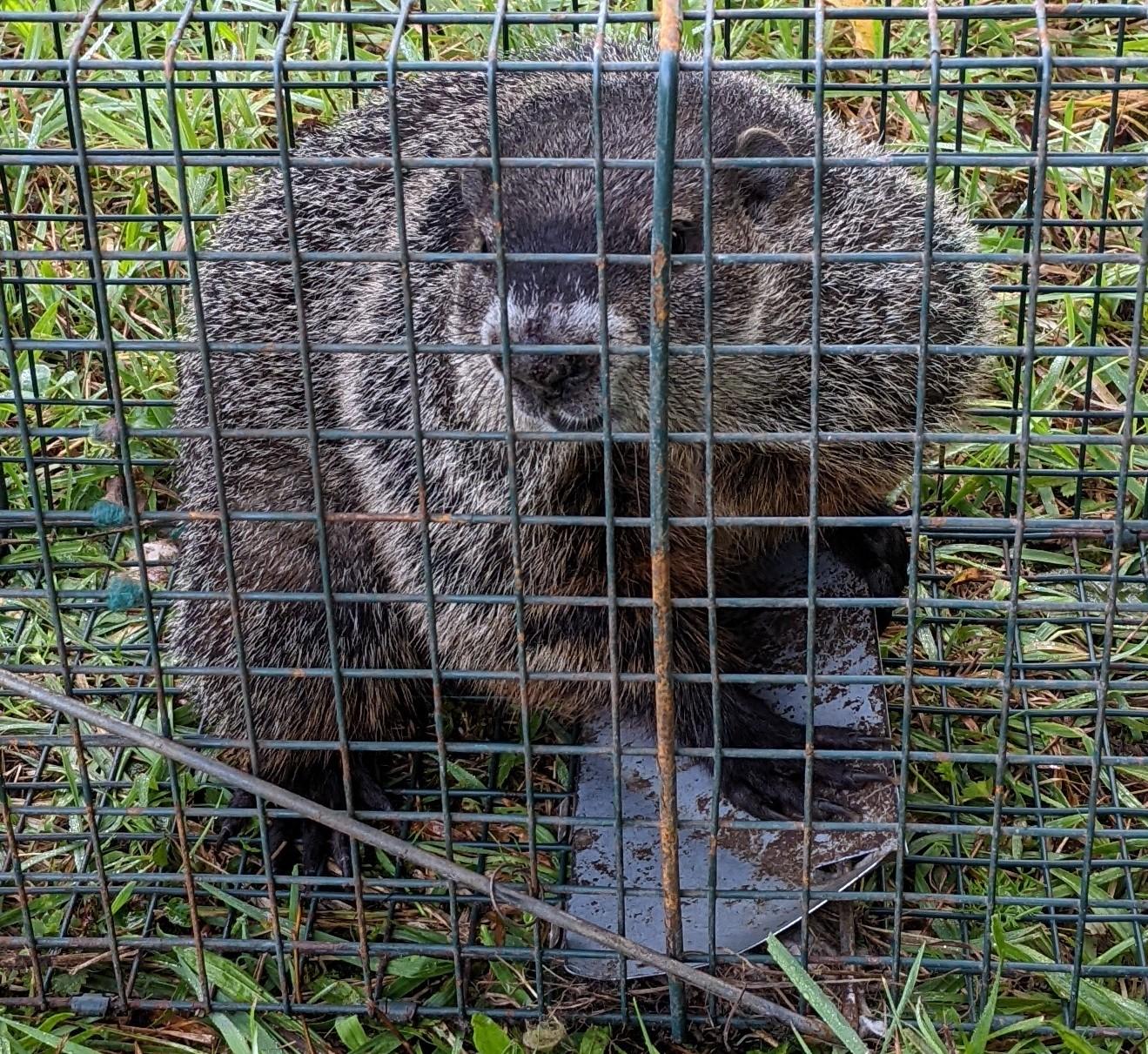 Joe's Journal, Winter Edition: Protecting Trees in Winter from Critters ...