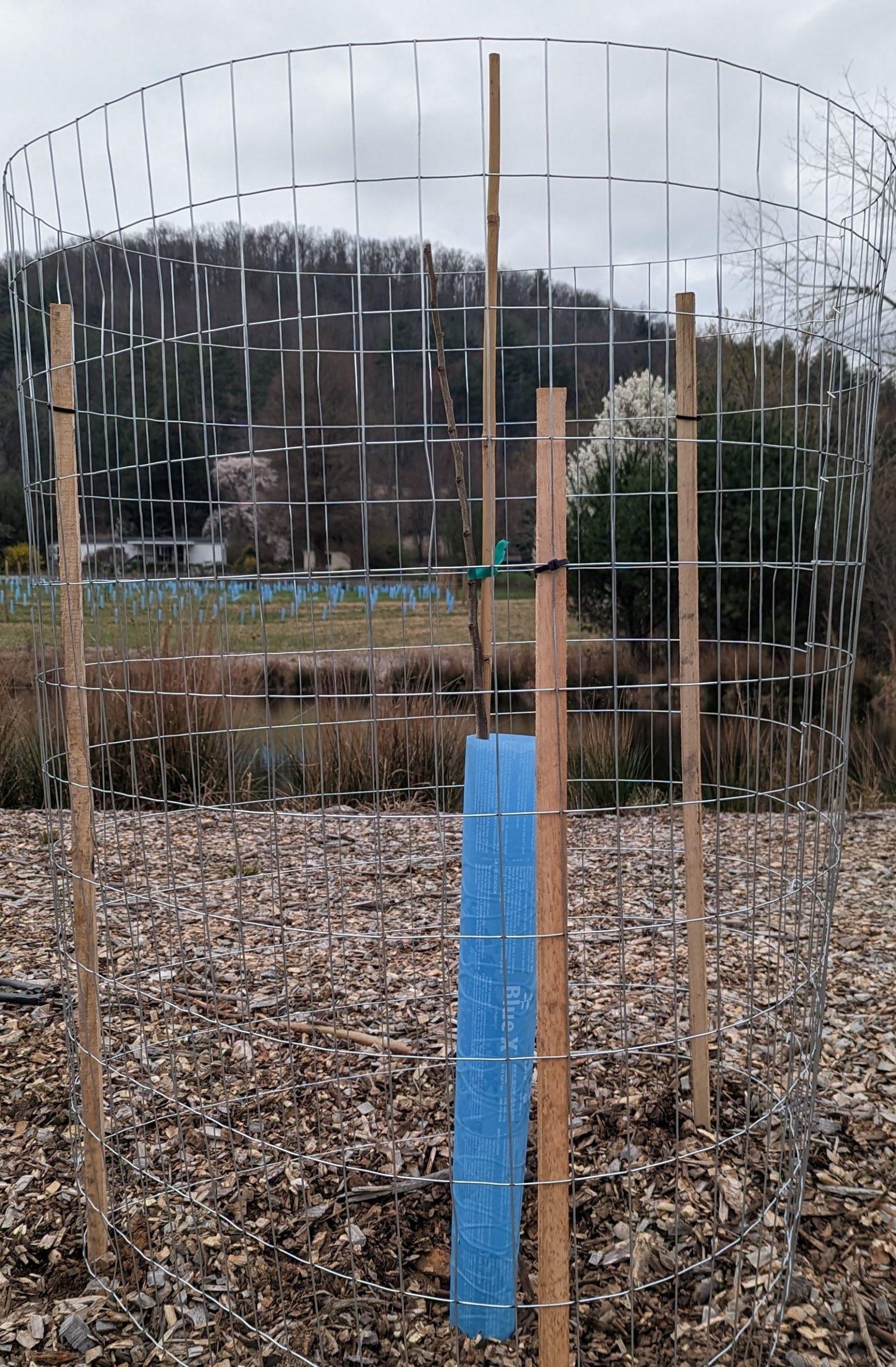 Joe's Journal, Winter Edition: Protecting Trees in Winter from Critters ...