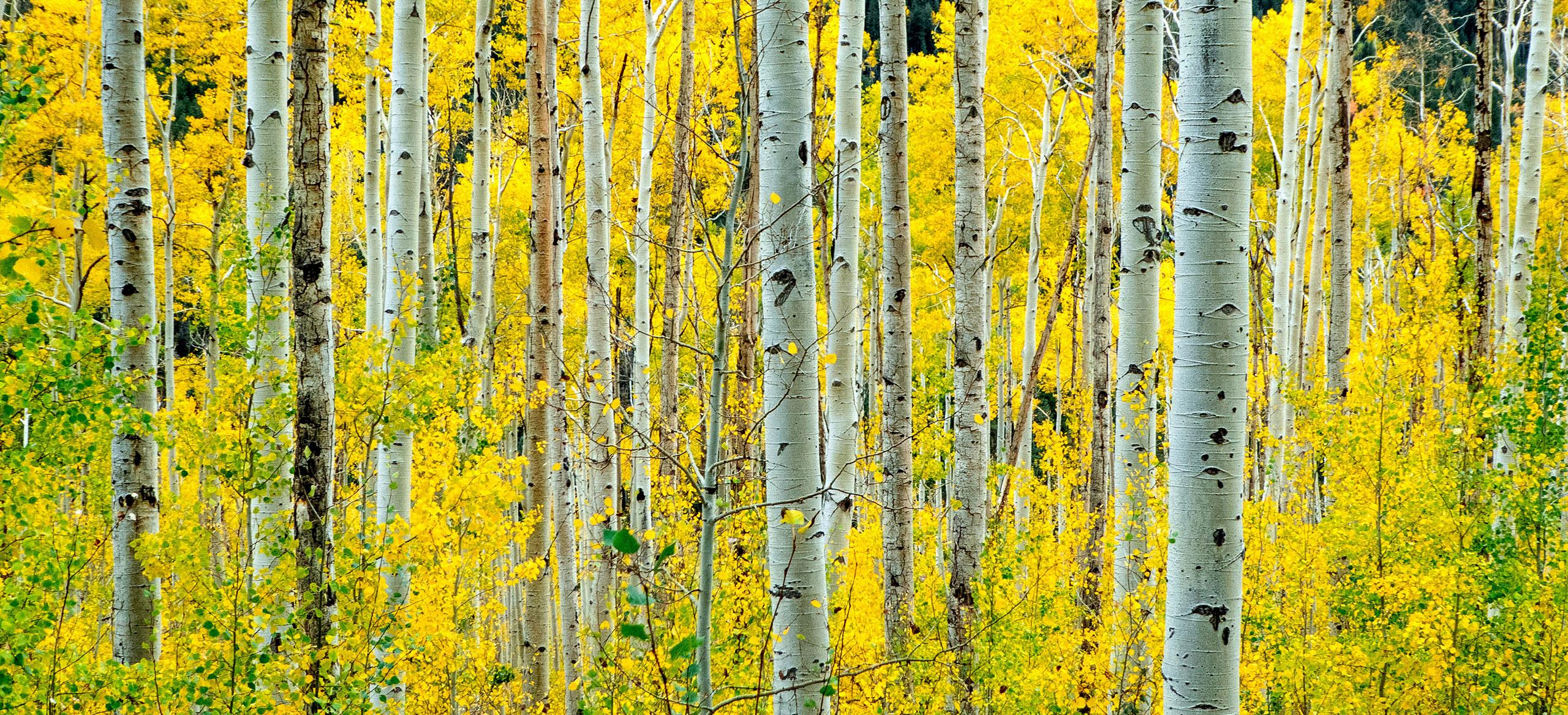 On-Demand Webinar Series - Arborjet | Ecologel