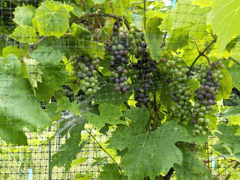 Shortstop® 2SC Plant Growth Regulator