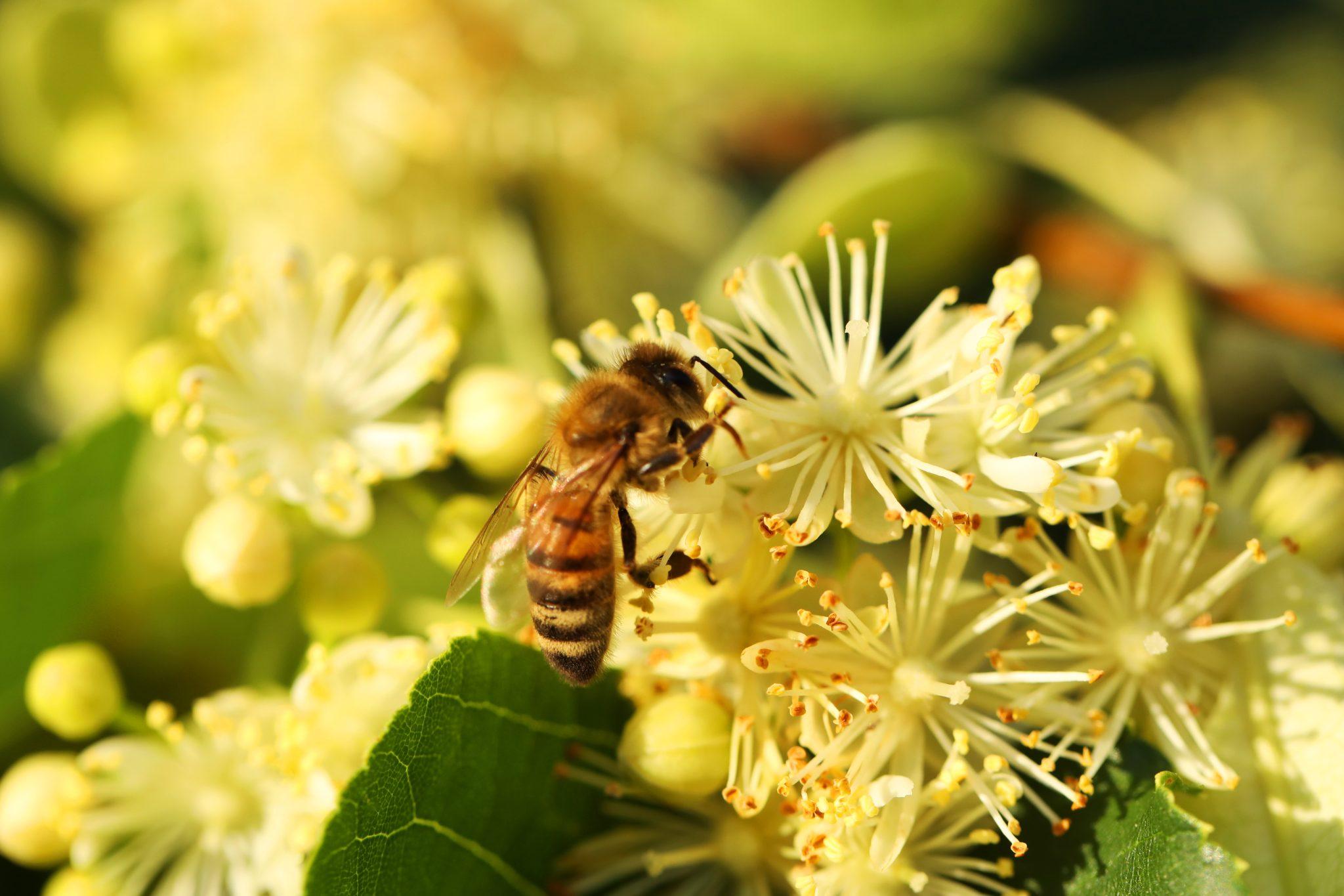 Revolutionary Plant Health Solutions - Arborjet | Ecologel®